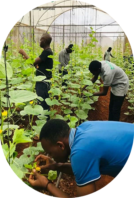 Home || Kilimo Lengo|| Agriculture and Engineering Services